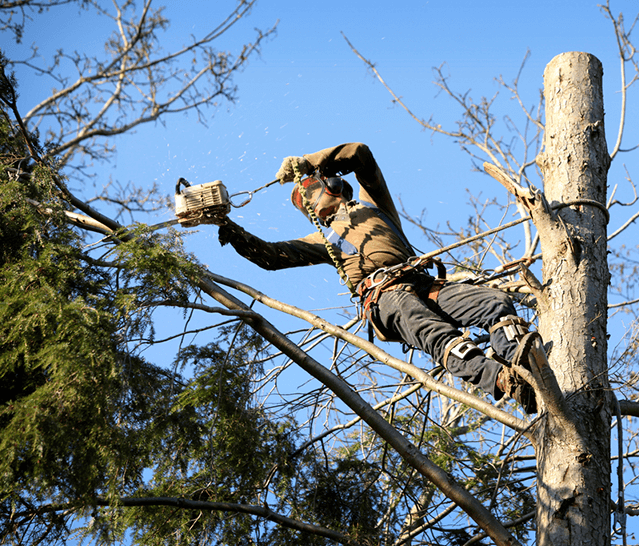 66441 Tree & Power Line Safety – SMUD School